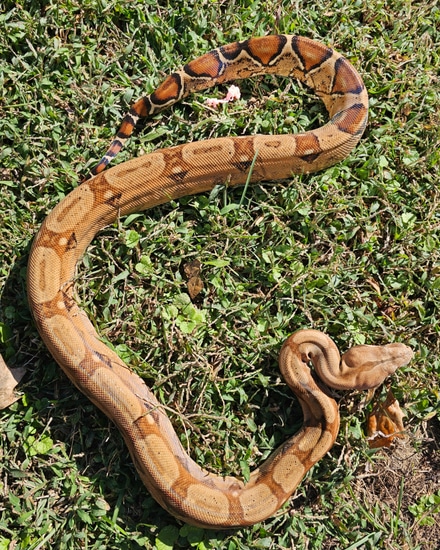 Central American "Orange Pastel" Boa Constrictor by Black Lotus Boas