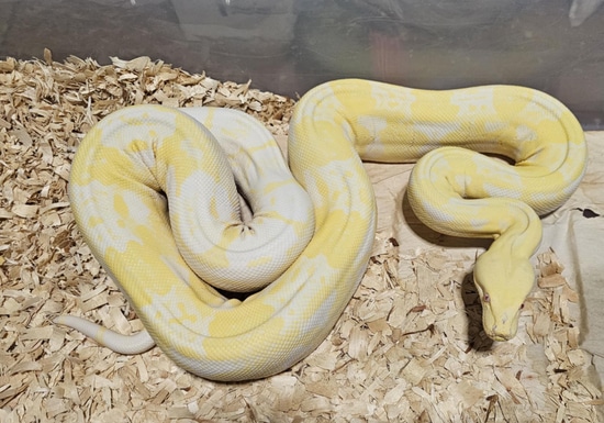 Sharp Snow Boa Constrictor by Black Lotus Boas
