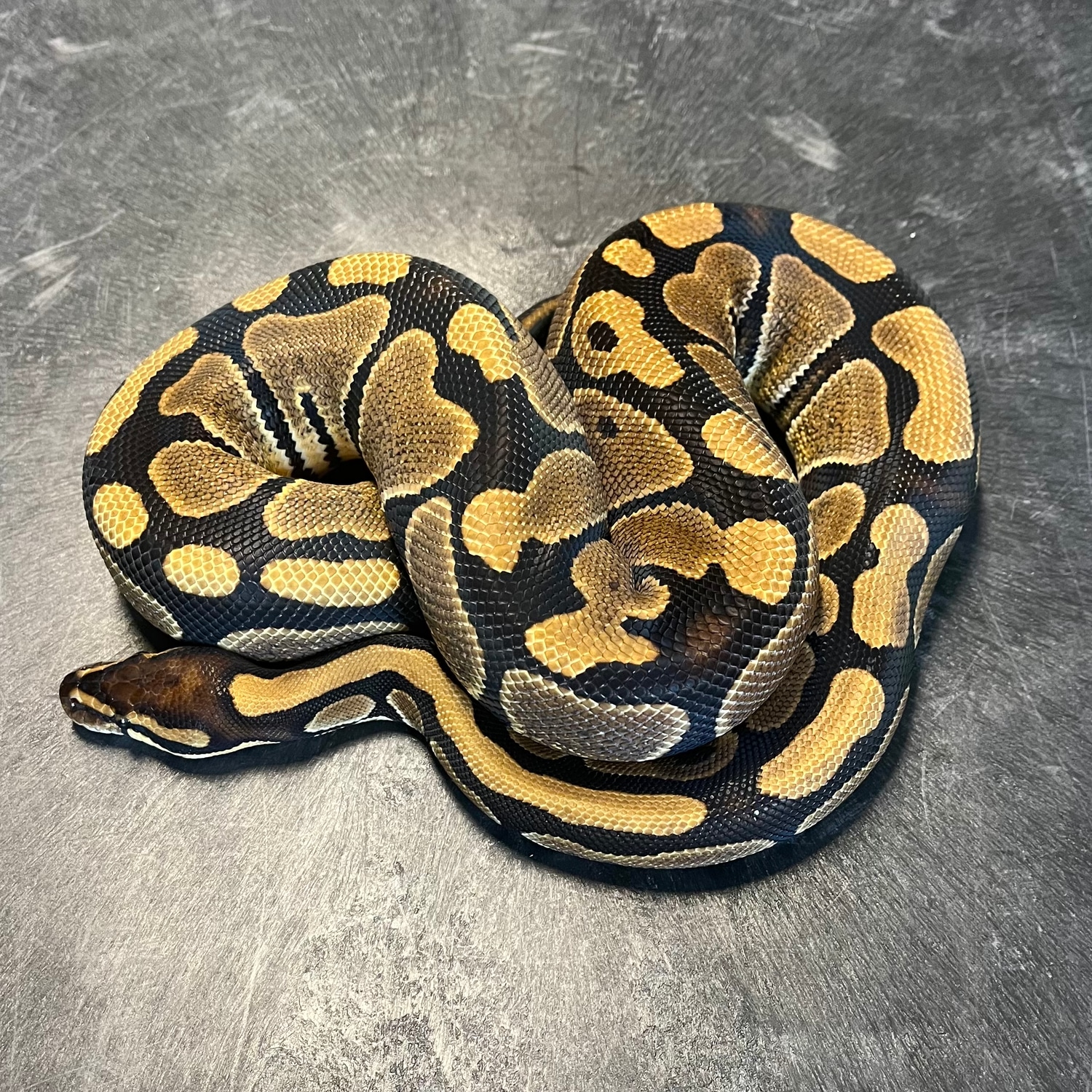 Het Desert Ghost Ball Python by Black Mountain Balls - MorphMarket