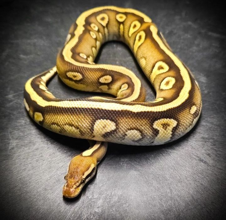 Pastel Phantom Gravel Red Stripe Ball Python by Black Mountain Balls ...