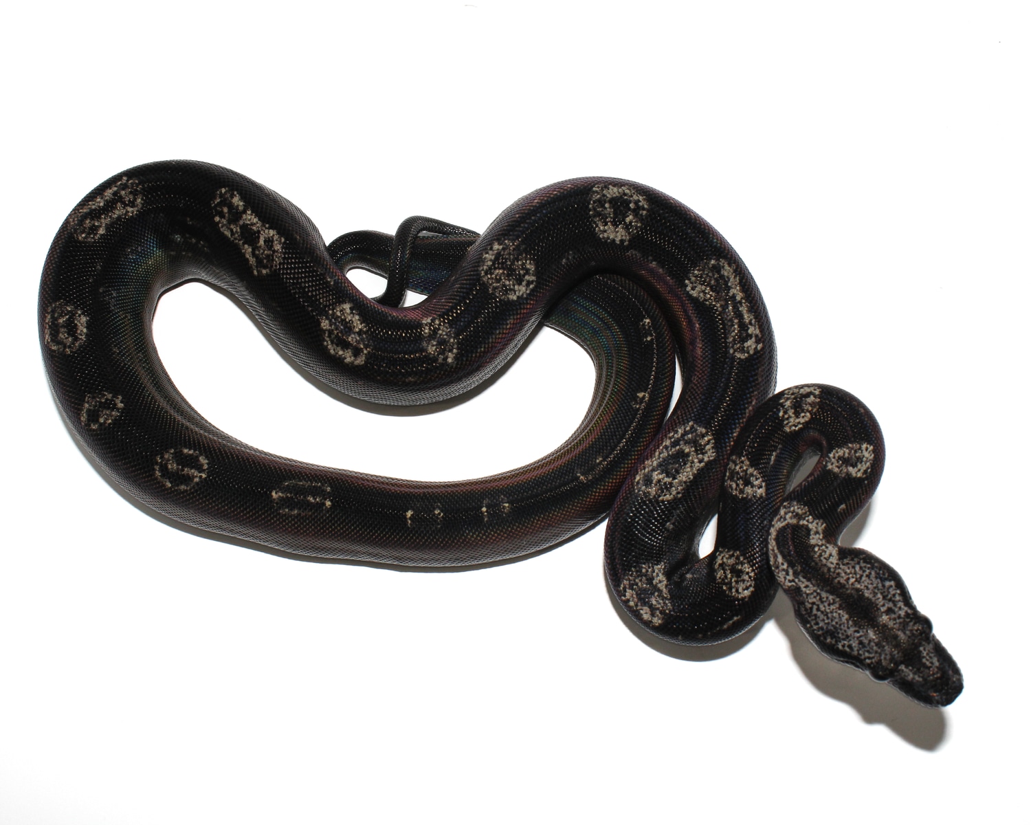 IMG Motley Boa Constrictor by Blackout Boas - MorphMarket