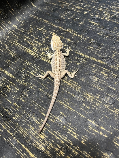 Het Hypo Het Translucent Het Zero Central Bearded Dragon by Blackout ...