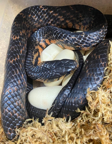 CBB Red "Guerrero" Mexican Indigo Snakes Cribo & Indigo Snakes by Black ...