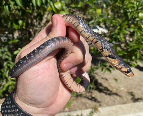 CBB Red "Guerrero" Mexican Indigo Snakes More Colubrid by Black Pearl ...