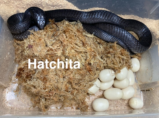 Black Phase Mexican Indigo Cribo & Indigo Snakes by Black Pearl Reptiles