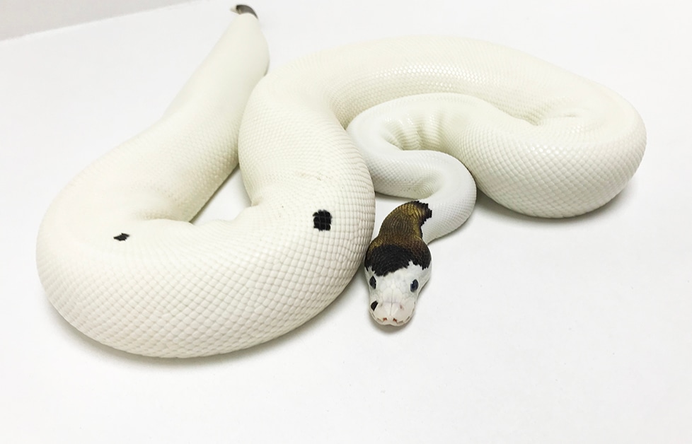 Panda Pied CB Ball Python by Blackpool Reptiles & Aquatics LTD ...