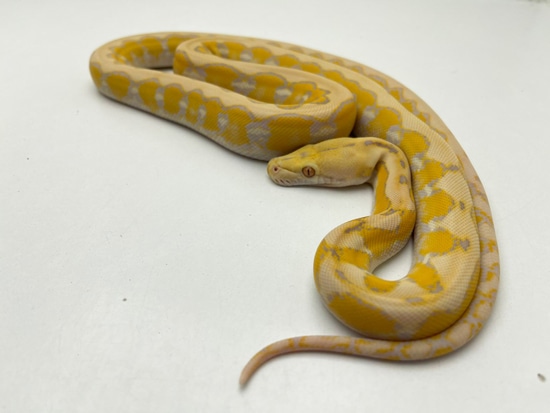 Coral Platinum Super Dwarf Reticulated Python CB by Blackpool Reptiles ...