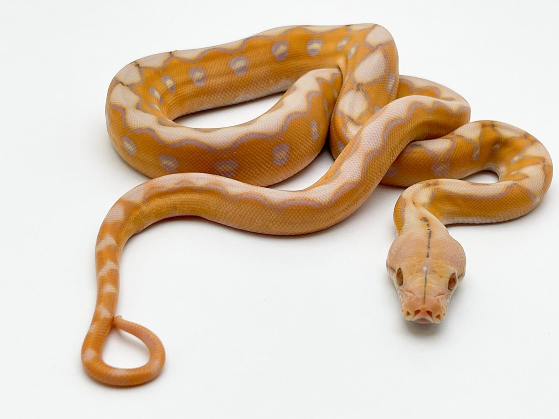 Coral Citron Sunfire CB21 Reticulated Python by Blackpool Reptiles ...