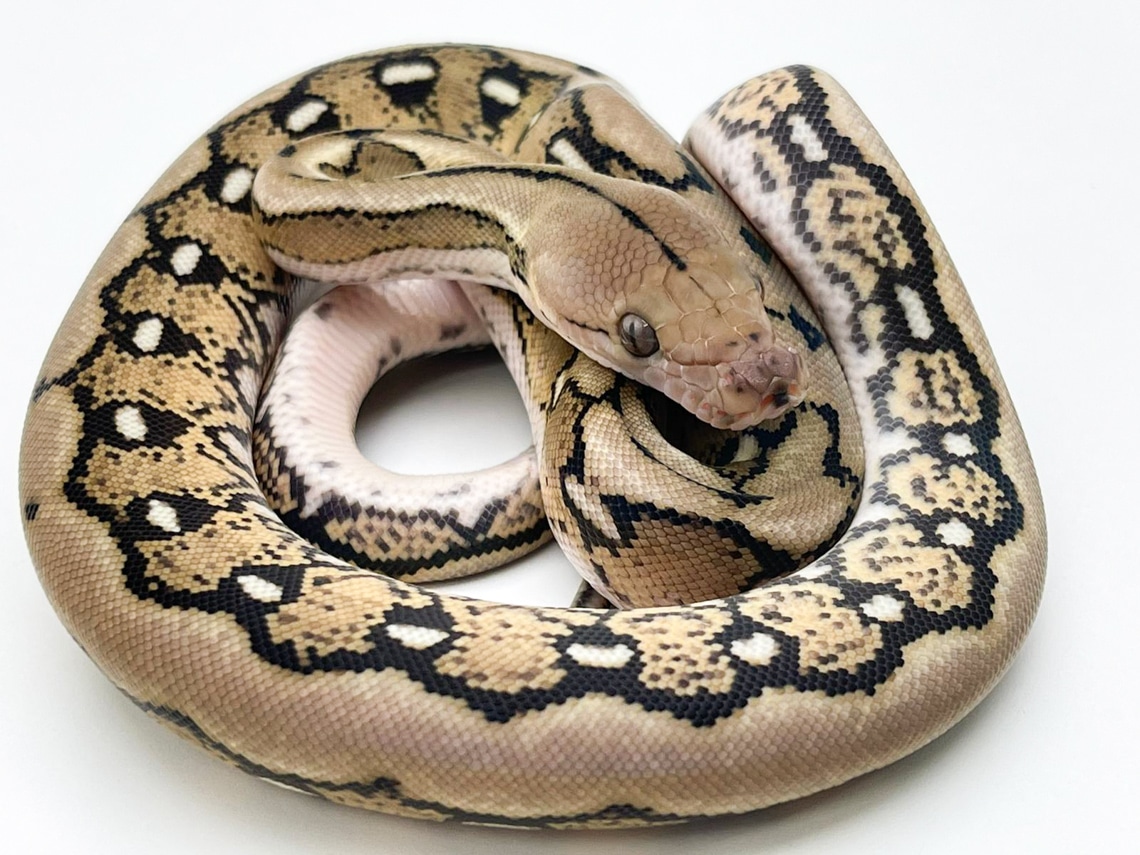 Platinum Tiger Het Pied Het Albino Reticulated Python by Blackpool ...