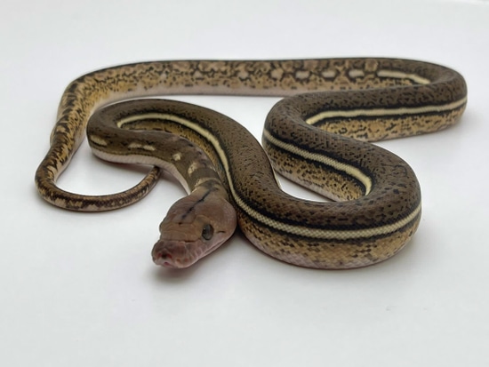 Anthrax Tiger Het Genetic Stripe Dwarf CB21 Reticulated Python by ...