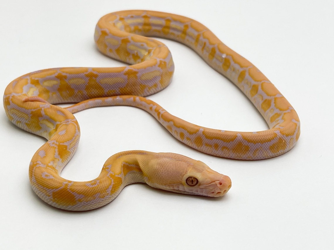 Lavender Tiger Super Dwarf CB Reticulated Python by Blackpool Reptiles ...