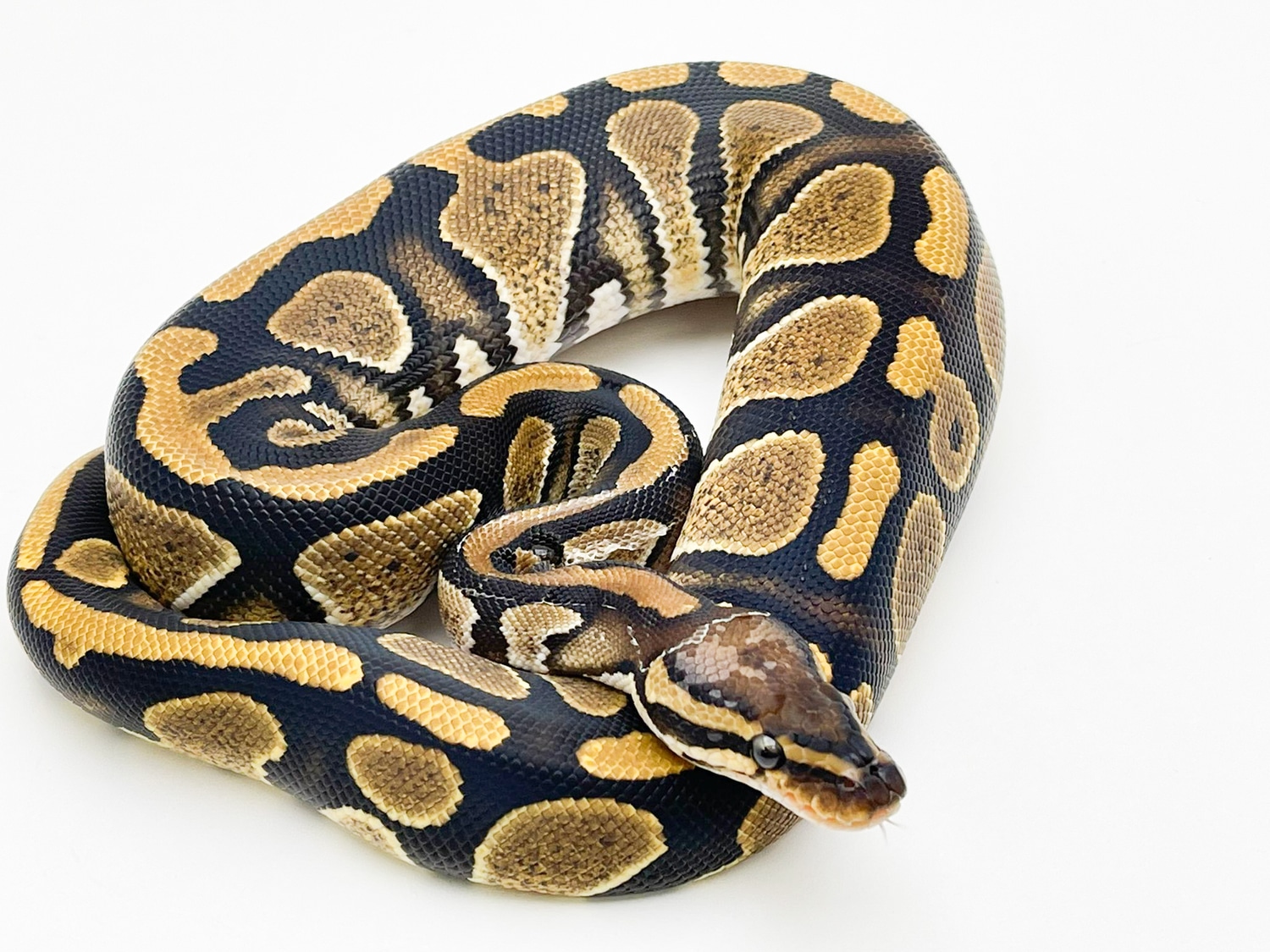 Classic Het Pied Clown Ball Python by Blackpool Reptiles & Aquatics LTD ...