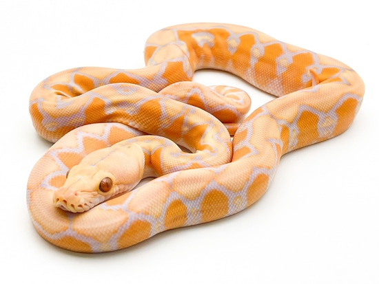 Lavender Sunfire Dwarf Reticulated Python CB22 by Blackpool Reptiles ...