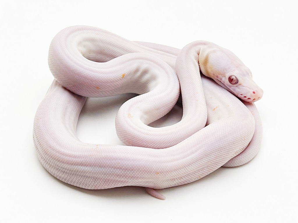 Super Motley Albino Mainland CB22 Reticulated Python by Blackpool ...