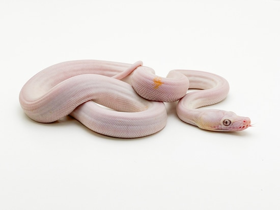 Super Motley Albino Super Tiger Sunfire Mainland Reticulated Python ...