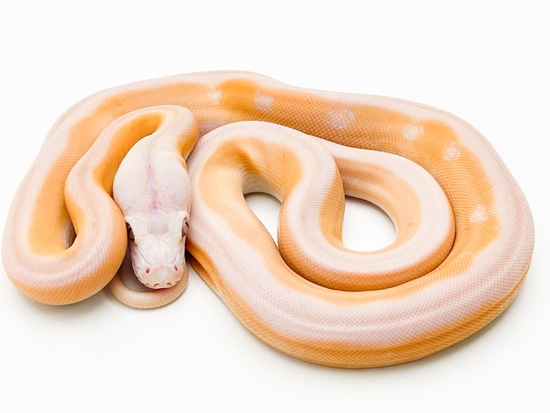 Lavender Motley Sunfire Mainland Reticulated Python P CB22 by Blackpool ...