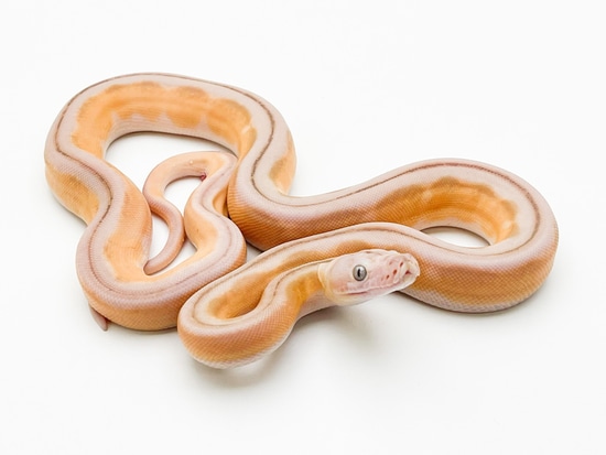 Mochino Motley Sunfire Super Tiger Mainland Reticulated Python CB22 by ...