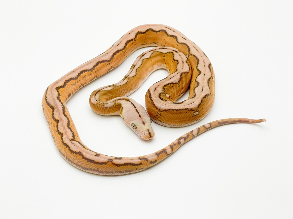 Mochino Motley Sunfire Tiger Mainland CB22 Reticulated Python by ...