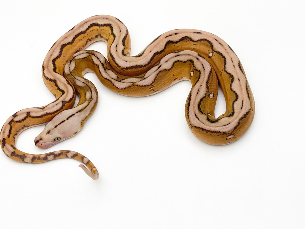 Mochino Motley Tiger Mainland CB22 Reticulated Python by Blackpool ...