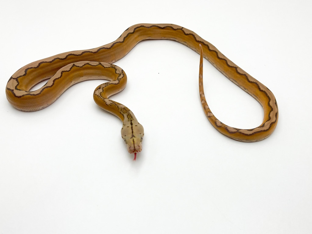 Mochino Motley Sunfire Mainland CB22 Reticulated Python by Blackpool ...