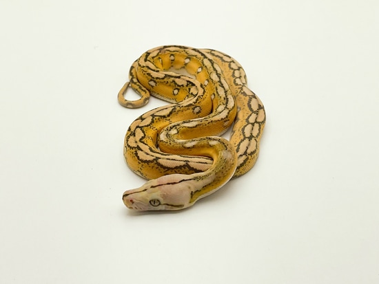 Mochino Motley Tiger Poss Het Genetic Stripe Dwarf Reticulated Python ...