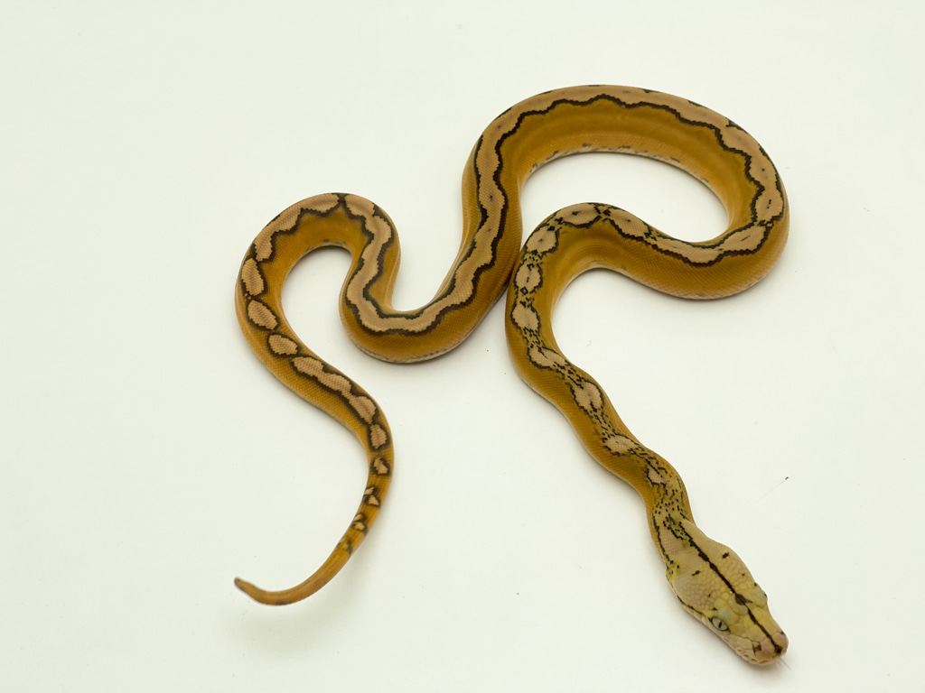 Mochino Motley Super Sunfire Tiger Poss Het Genetic Stripe Dwarf CB ...