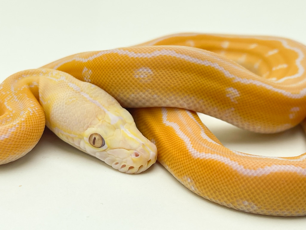 White Motley Super Sunfire Poss Het Genetic Stripe Dwarf CB Reticulated ...