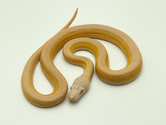 White Motley Suntiger Poss Het Genetic Stripe Dwarf Reticulated Python ...