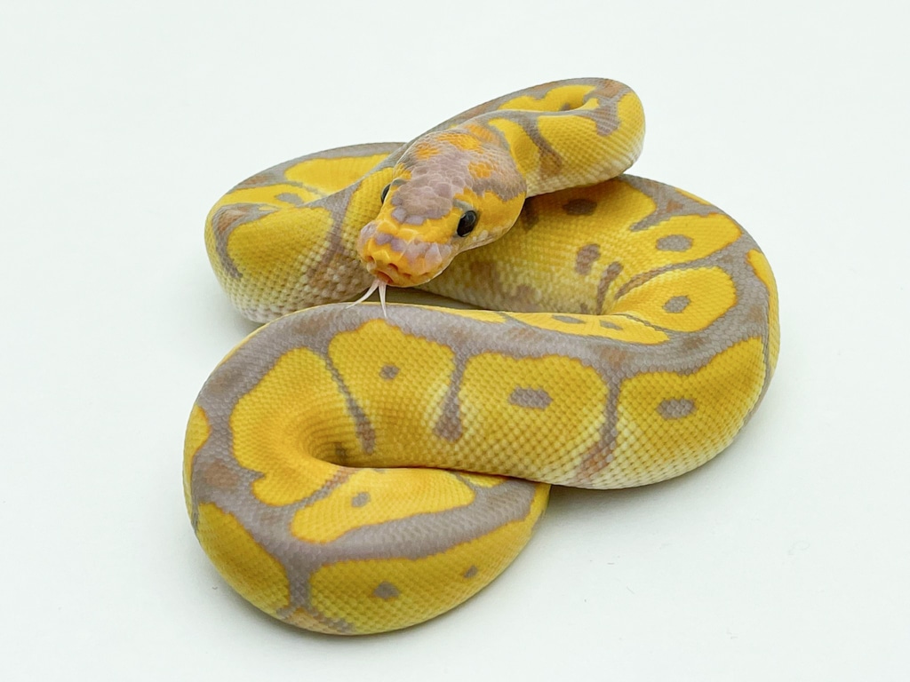 Spotnose Clown Banana Royal Python CB Ball Python by Blackpool Reptiles ...
