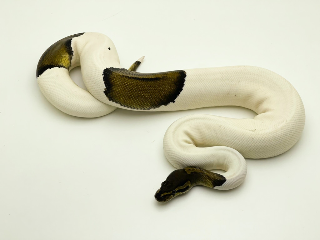 Black Pastel Pied Ball Python by Blackpool Reptiles & Aquatics LTD ...