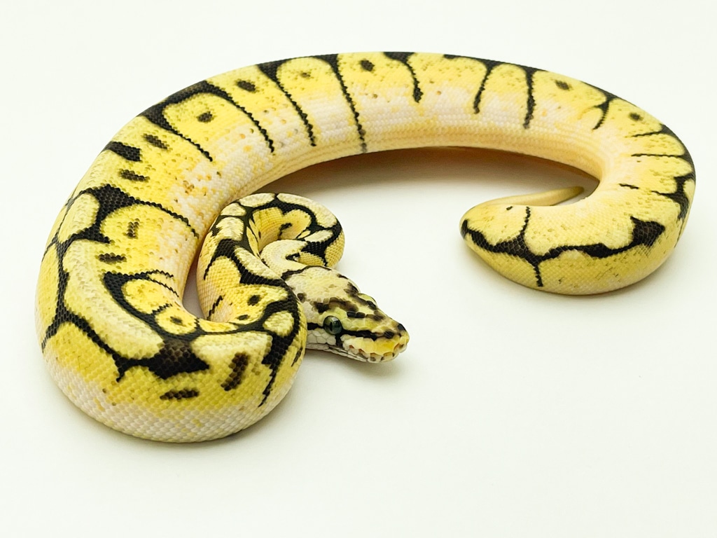 Enchi Bumblebee CB Ball Python by Blackpool Reptiles & Aquatics LTD ...