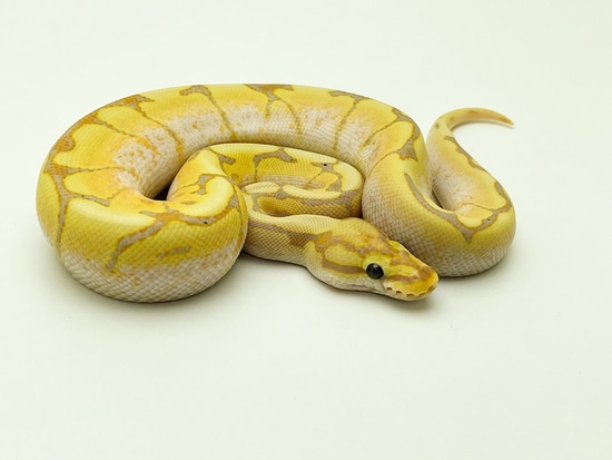 Banana Bumblebee Royal Python CB Ball Python by Blackpool Reptiles ...