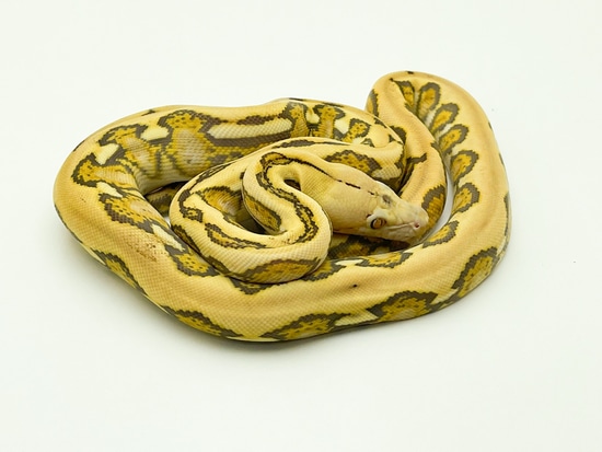 Mochino Tiger Mainland Reticulated Python CB by Blackpool Reptiles ...
