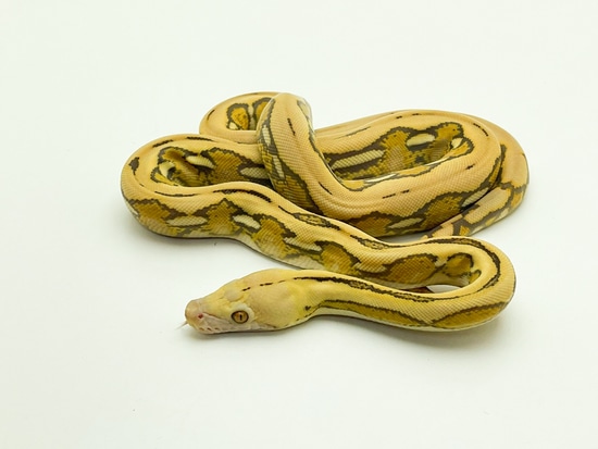 Mochino Tiger Mainland Reticulated Python CB by Blackpool Reptiles ...