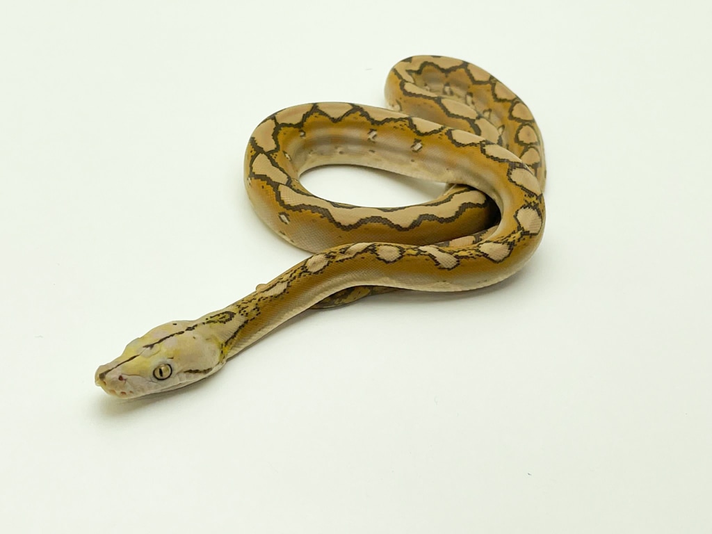Mochino Motley Mainland CB Reticulated Python by Blackpool Reptiles ...