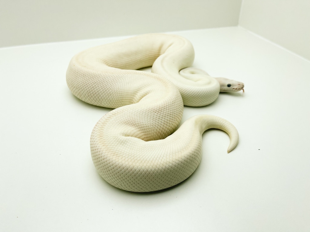 Male Super Mojave 1470g CB19 Ball Python by Blackpool Reptiles ...