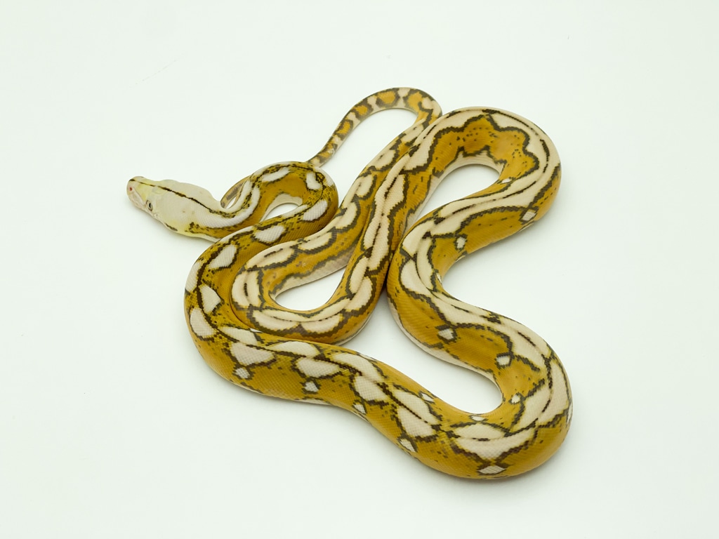 Mochino Motley Tiger Mainland CB Reticulated Python by Blackpool ...