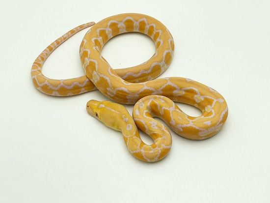 White Sunfire Poss Het Genetic Stripe Dwarf Reticulated Python by ...