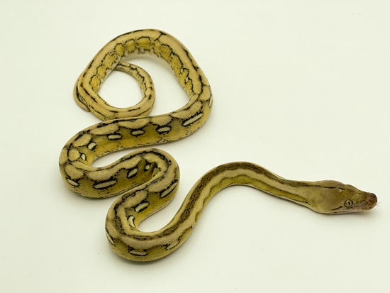 Marble Platinum Tiger Het Albino Dwarf Reticulated Python CB by ...
