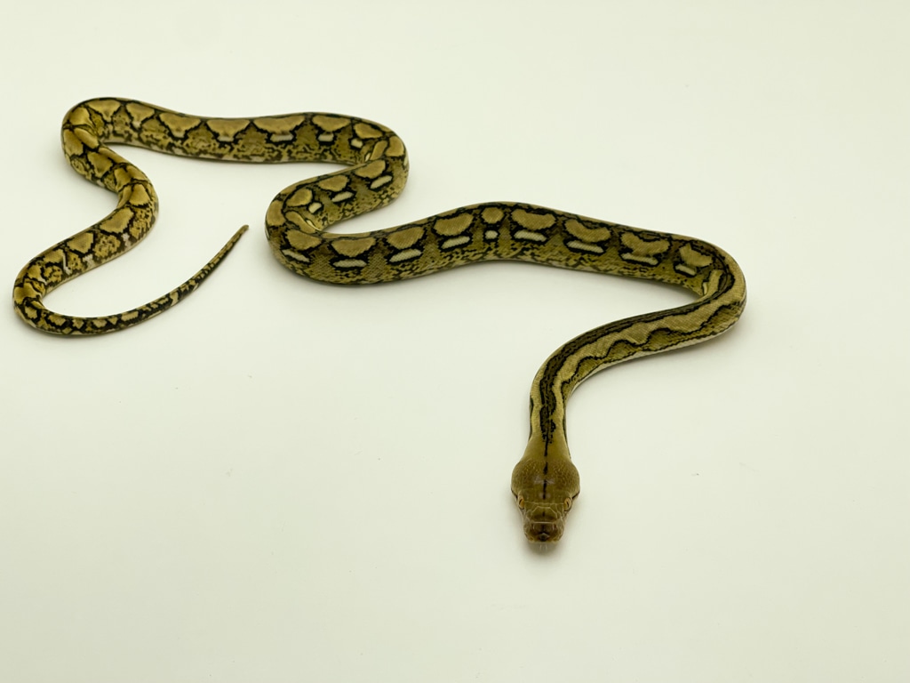 Marble Tiger Het Albino Dwarf CB Reticulated Python by Blackpool ...
