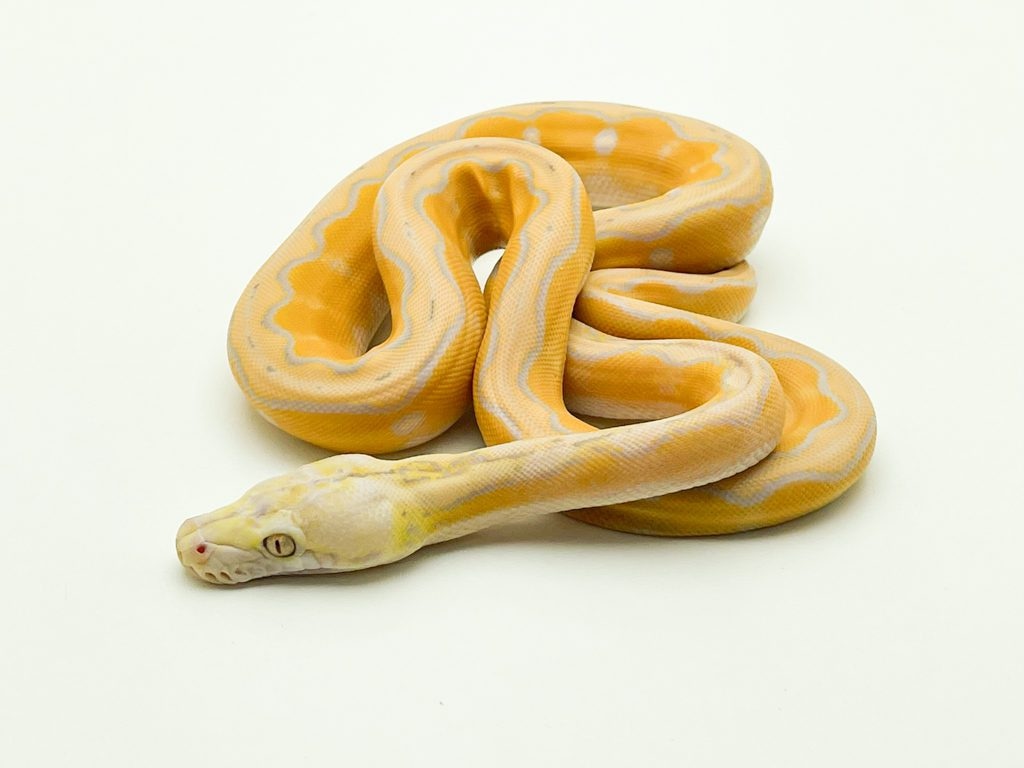 Lavender Motley Sunfire Mainland CB Reticulated Python by Blackpool ...