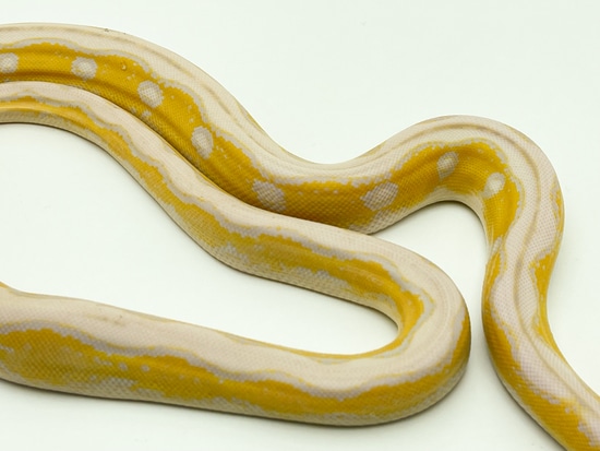 Lavender Motley Tiger Mainland Reticulated Python CB22 by Blackpool ...