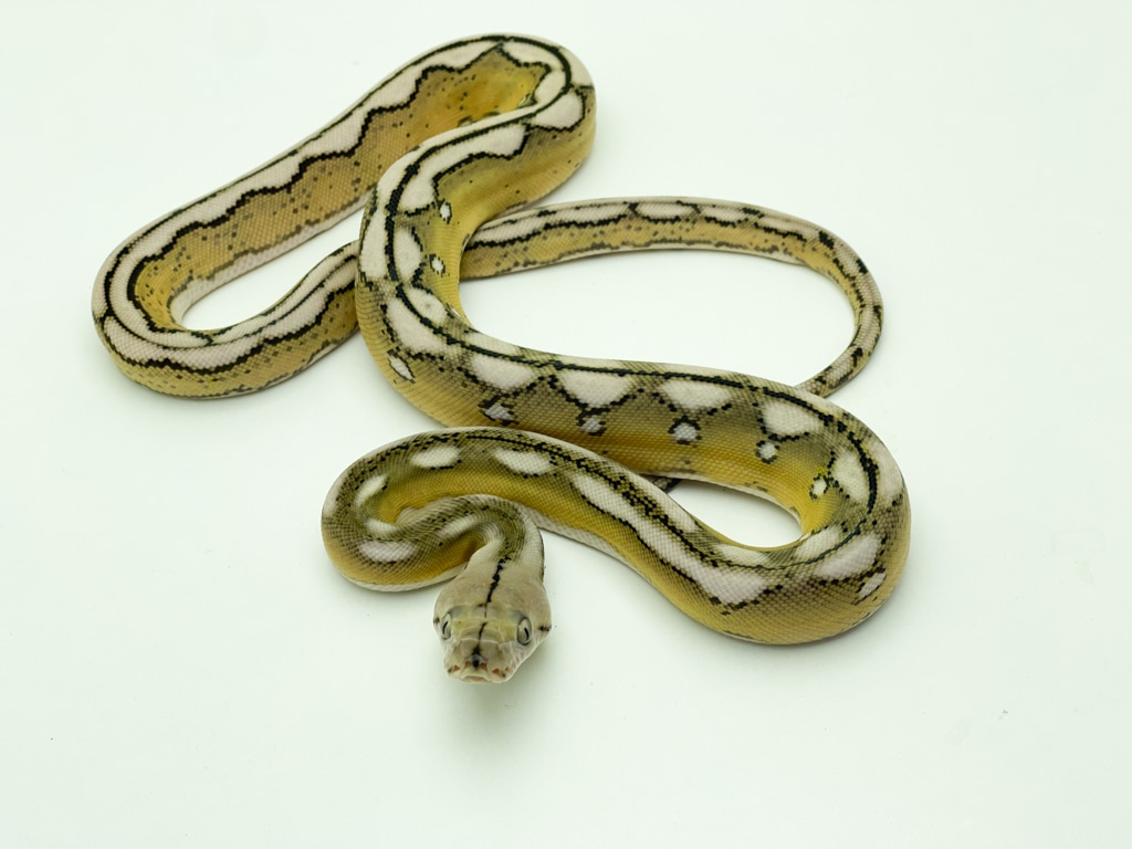 Marble Motley Platinum Suntiger Het Albino Dwarf CB Reticulated Python ...
