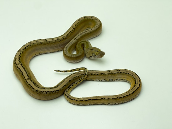 Marble Motley Platinum Sunfire Het Albino Dwarf Reticulated Python CB ...