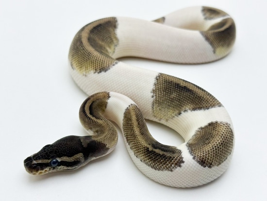 Axanthic Phantom Pied Royal Python CB Ball Python by Blackpool Reptiles ...