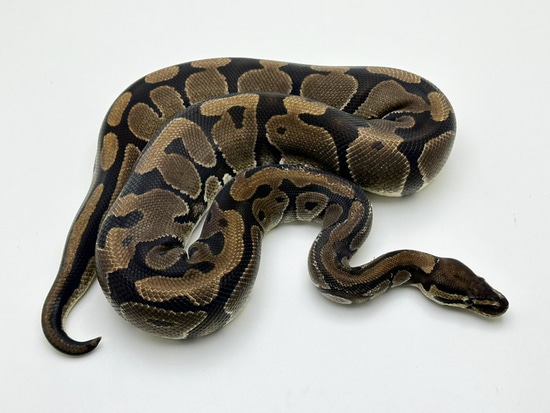 Classic DH Axanthic (VPI), Pied Ball Python by Blackpool Reptiles ...