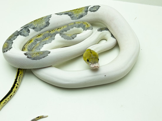 Platinum Citron Tiger Pied Het Albino Mainland Reticulated Python by ...