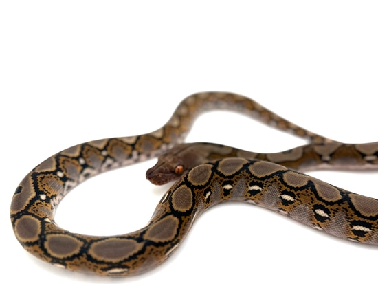 Female Classic Het White Or Foulsham PH GS Reticulated Python CB24 by ...