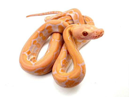 Female Lavender Tiger CB24 Reticulated Python by Blackpool Reptiles ...