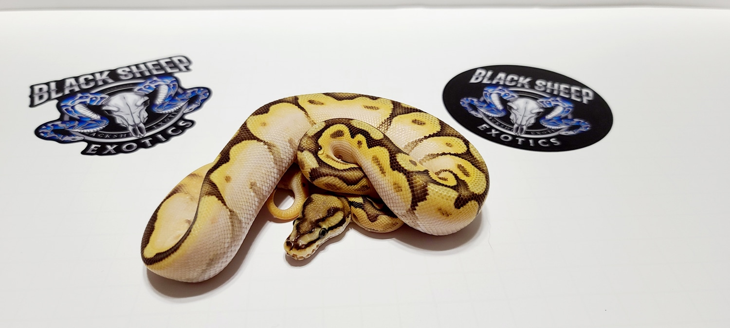 Calico Lesser Bee Ball Python by Black Sheep Exotics - MorphMarket